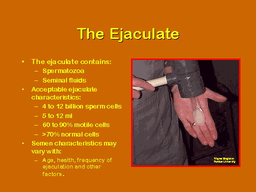 The Ejaculate 